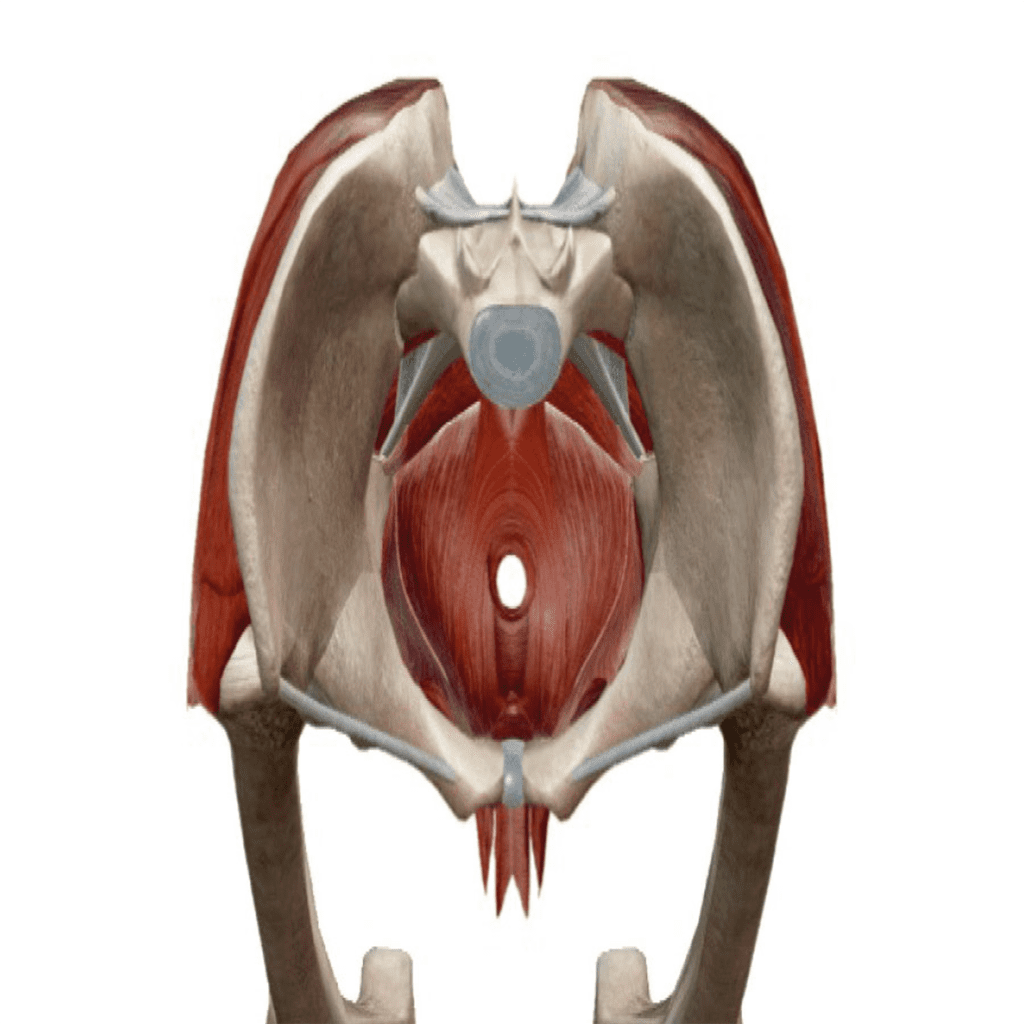 Stretching Handouts | For Pelvic Pain Physical Therapy | AZCCPP