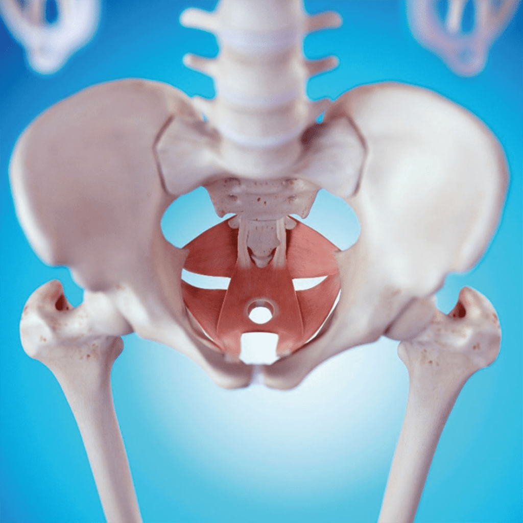 Stretching Handouts | For Pelvic Pain Physical Therapy | AZCCPP